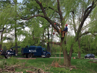 About Us: Wells Tree & Landscape, Inc.