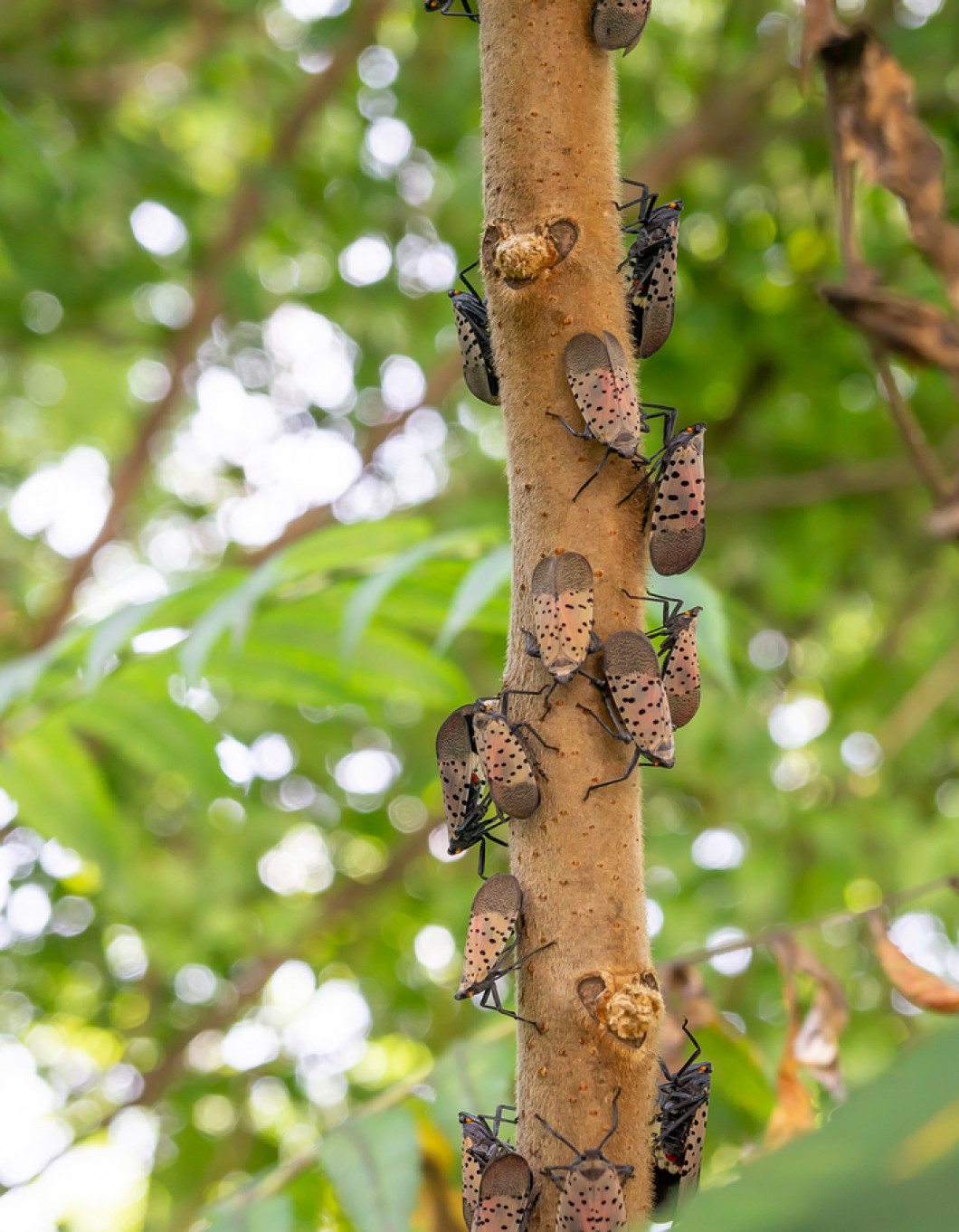 Spotted Lanternfly Treatment: Princeton, West Windsor & Plansboro, NJ ...